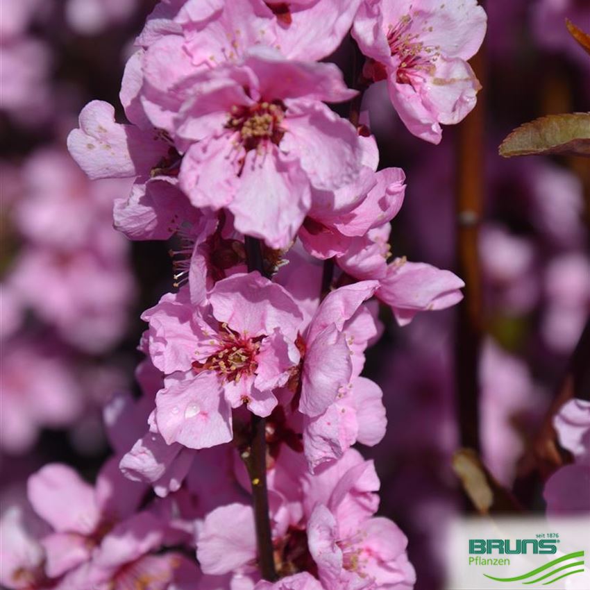 Prunus persica 'Spring Glow' von Bruns Pflanzen