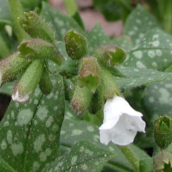Pulmonaria officinalis 'Sissinghurst White' von Bruns Pflanzen