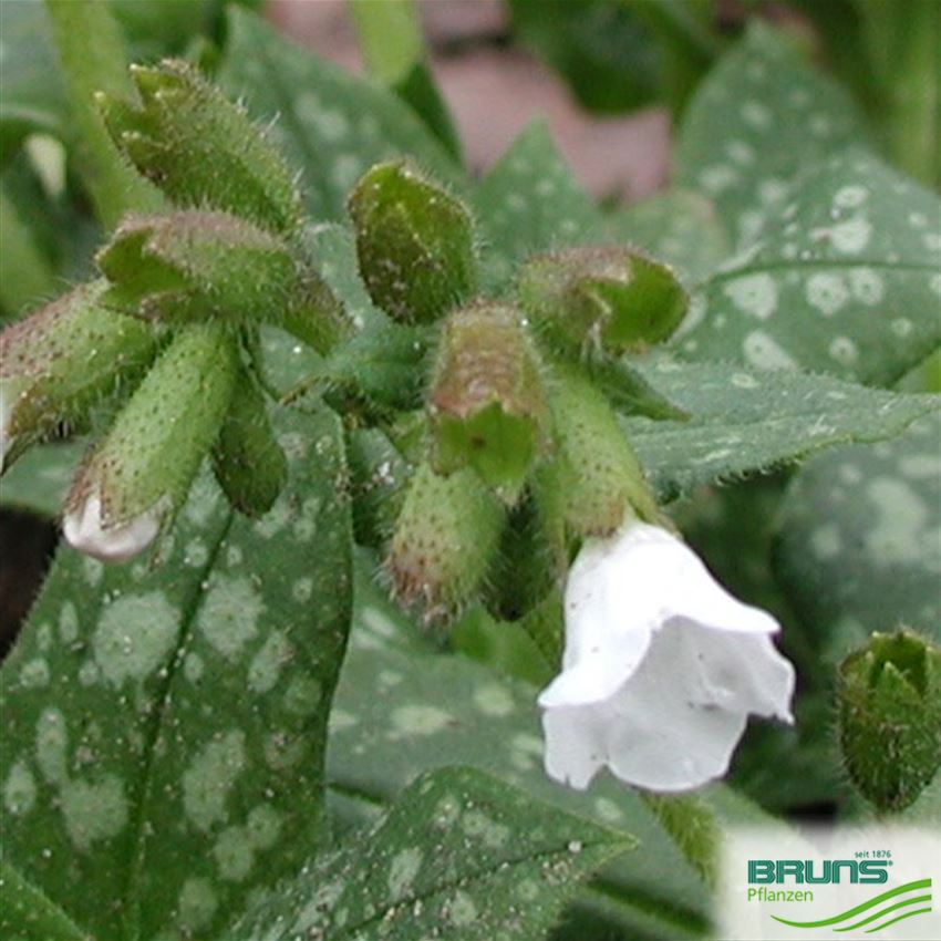 Pulmonaria officinalis 'Sissinghurst White' von Bruns Pflanzen