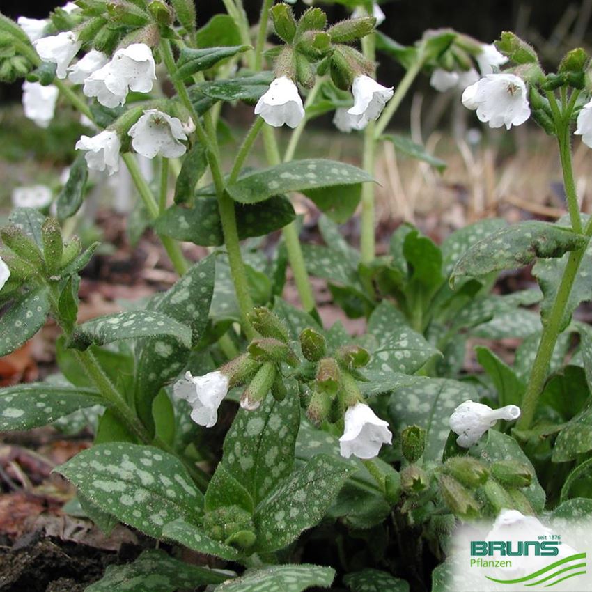 Pulmonaria officinalis 'Sissinghurst White' von Bruns Pflanzen