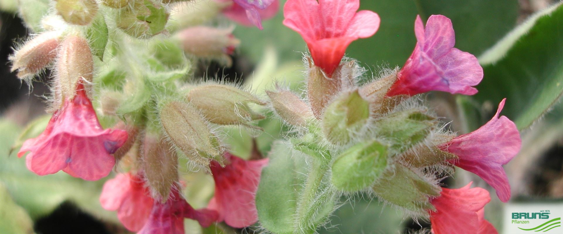 Pulmonaria rubra, Red (Capathian) Lungwort von Bruns Pflanzen
