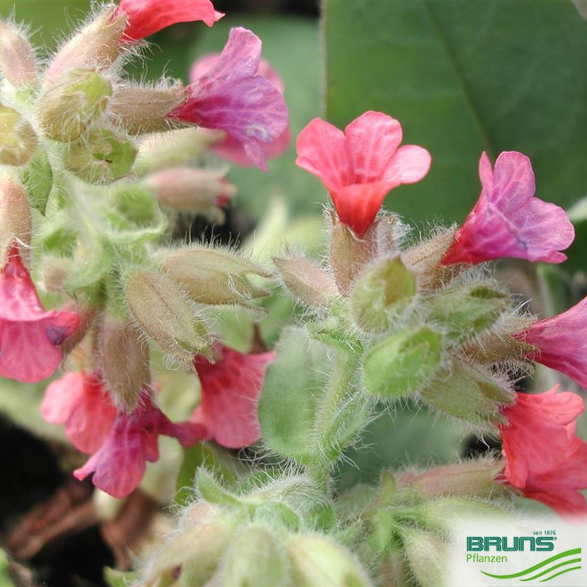 Pulmonaria rubra, Red (Capathian) Lungwort von Bruns Pflanzen
