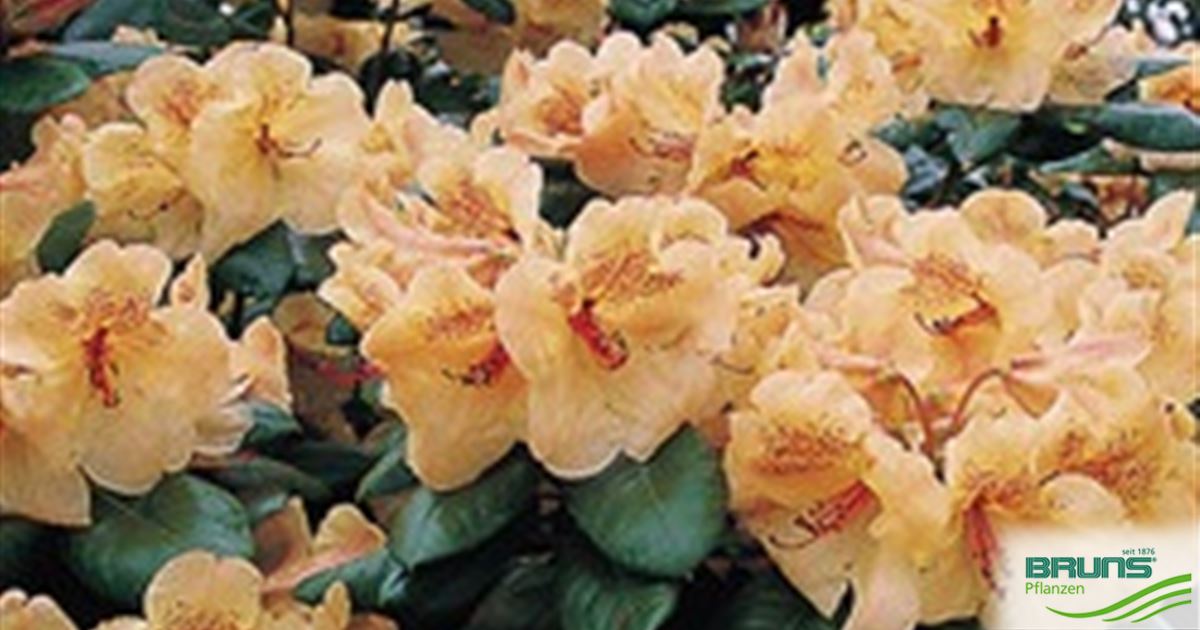Rhododendron 'Visky' von Bruns Pflanzen