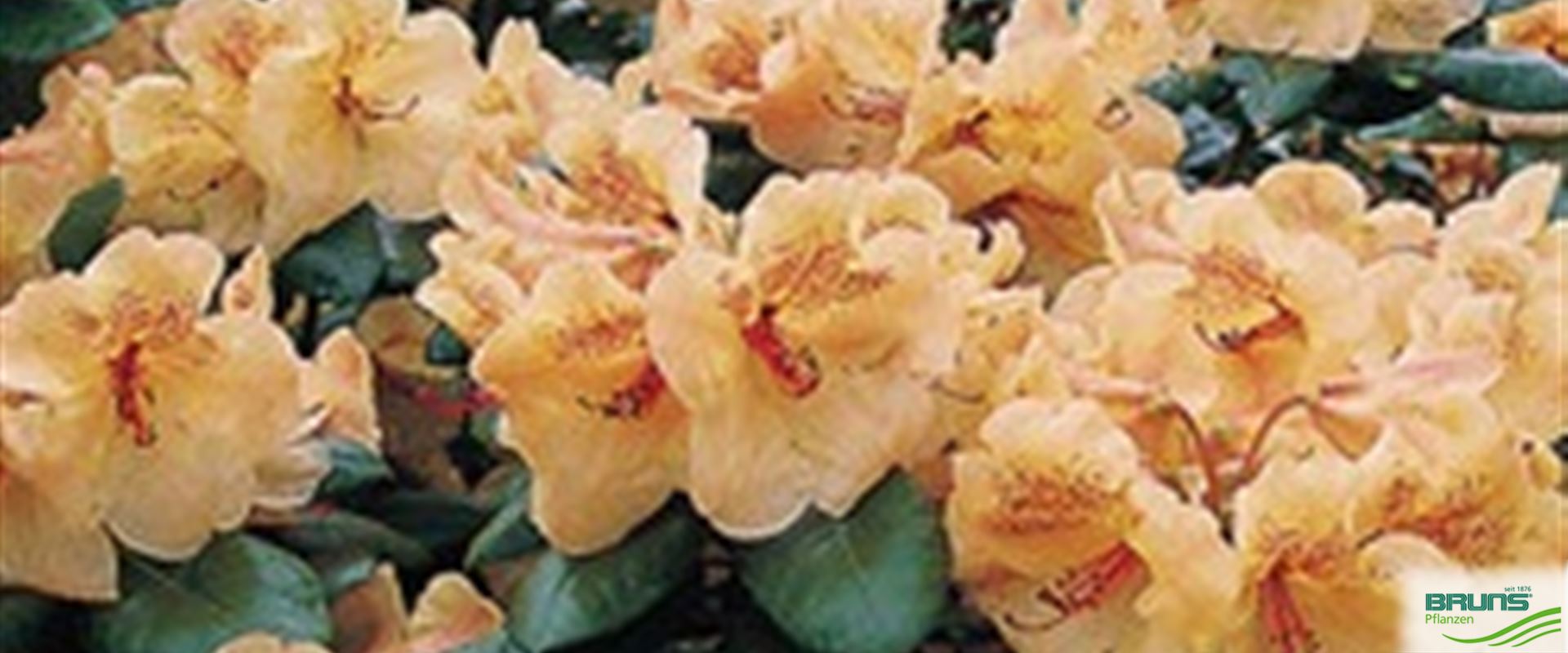 Rhododendron 'Visky' von Bruns Pflanzen