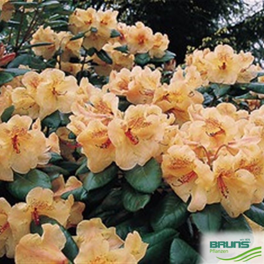 Rhododendron 'Visky' von Bruns Pflanzen