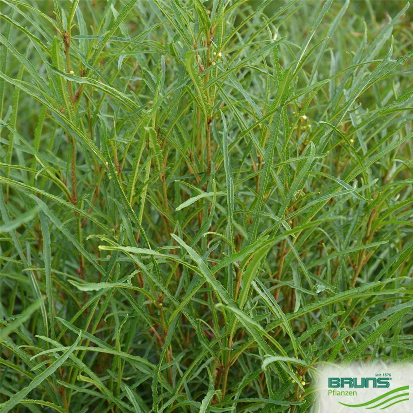 Rhamnus frangula 'Fine Line' (R) von Bruns Pflanzen