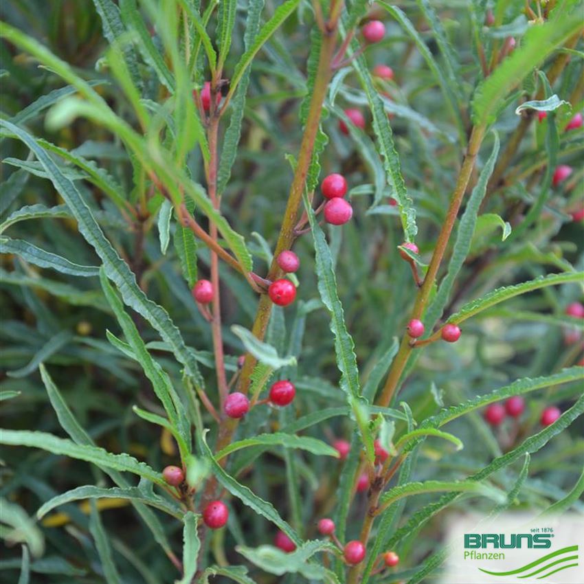 Rhamnus frangula 'Fine Line' (R) von Bruns Pflanzen