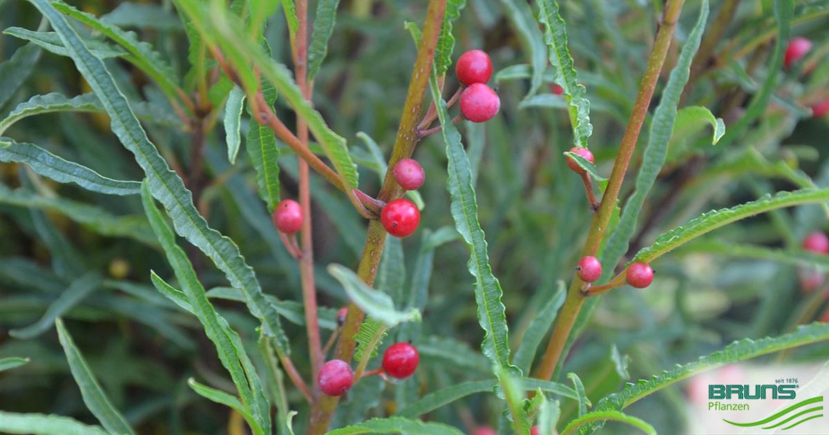 Rhamnus frangula 'Fine Line' (R) von Bruns Pflanzen
