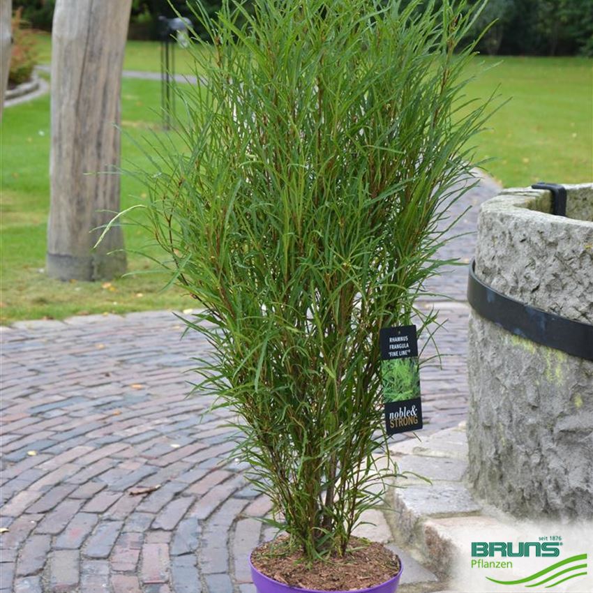 Rhamnus frangula 'Fine Line' (R) von Bruns Pflanzen