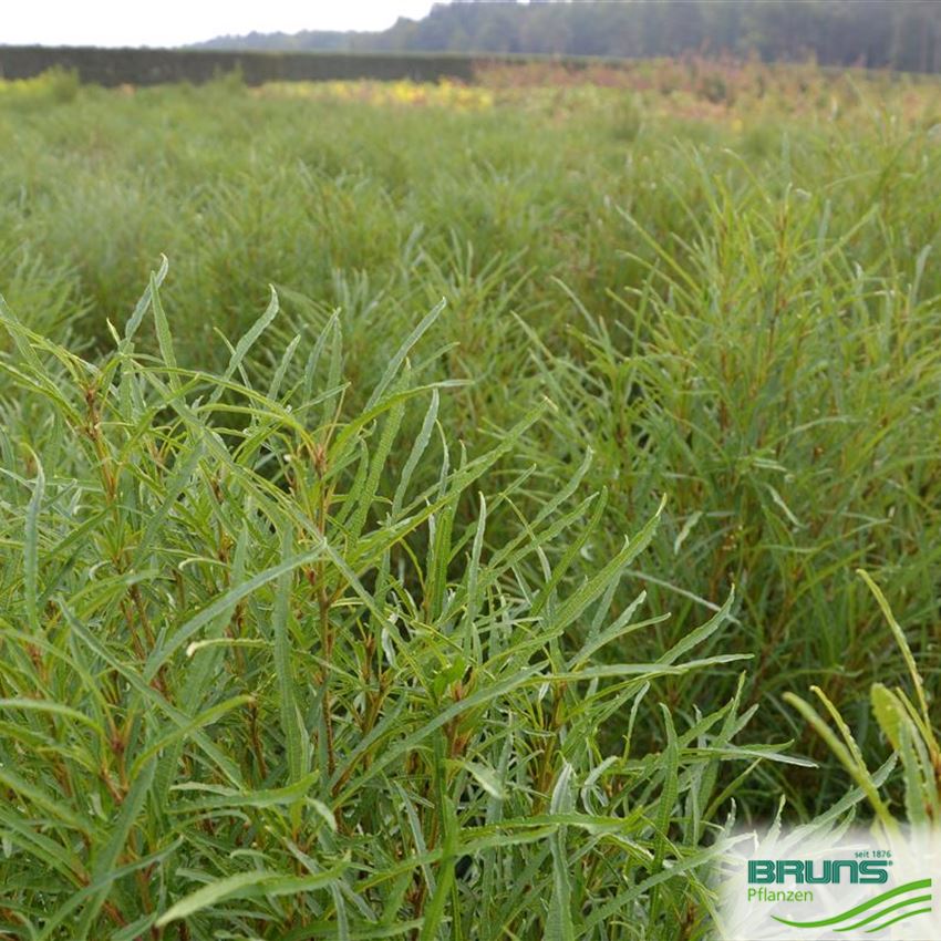 Rhamnus frangula 'Fine Line' (R) von Bruns Pflanzen