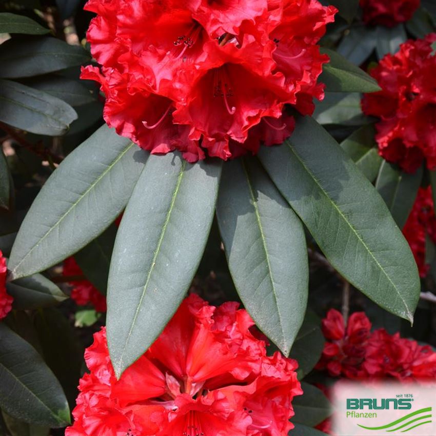 Rhododendron 'Taurus' von Bruns Pflanzen