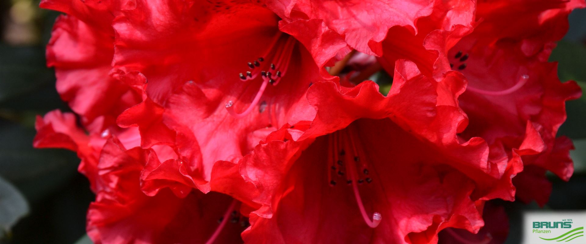 Rhododendron 'Taurus' von Bruns Pflanzen