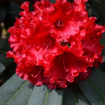Rhododendron 'Taurus' von Bruns Pflanzen