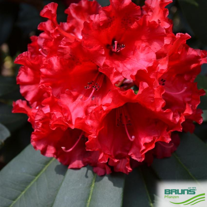 Rhododendron 'Taurus' von Bruns Pflanzen