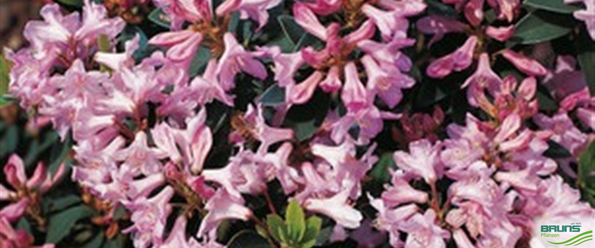 Rhododendron minus von Bruns Pflanzen