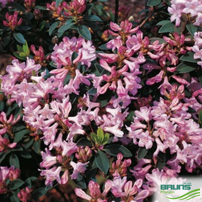 Rhododendron minus von Bruns Pflanzen
