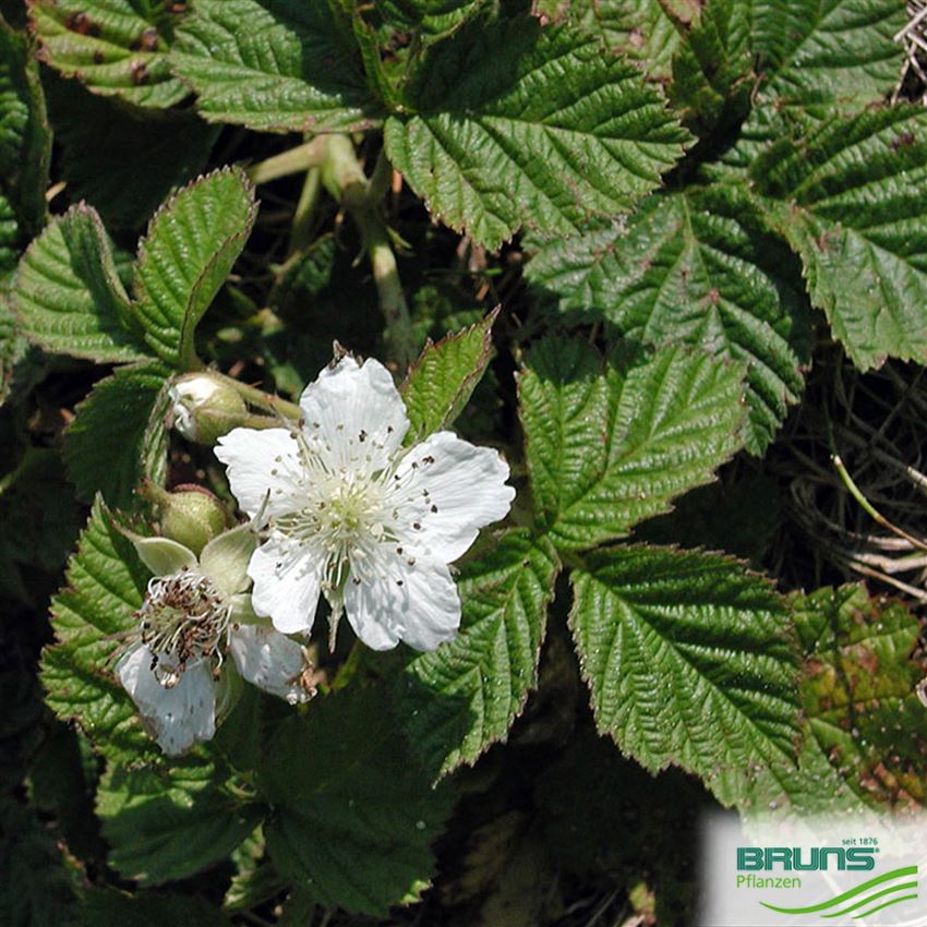 Rubus caesius, Kratzbeere, Ackerbeere von Bruns Pflanzen
