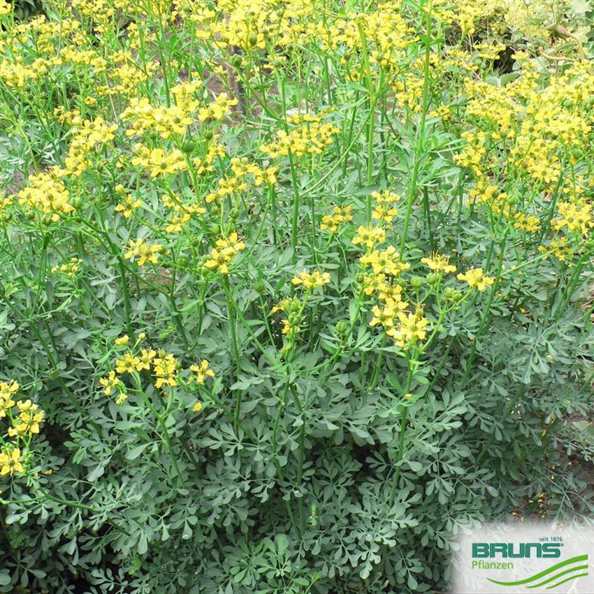 Ruta graveolens, Wein-Raute von Bruns Pflanzen