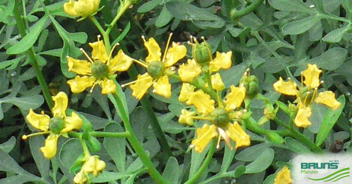 Ruta graveolens, Wein-Raute von Bruns Pflanzen