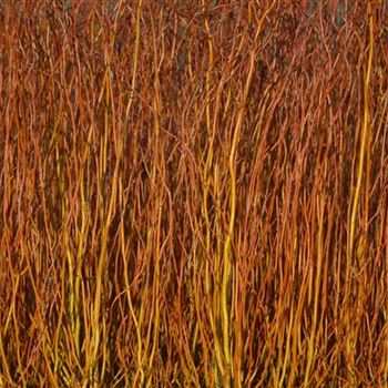 Salix x erythroflexuosa von Bruns Pflanzen
