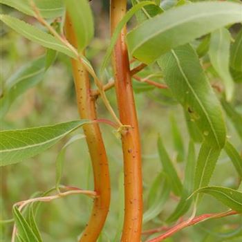 Salix x erythroflexuosa von Bruns Pflanzen