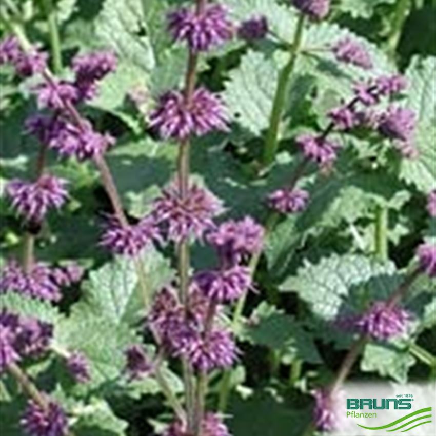 Salvia verticillata 'Purple Rain' von Bruns Pflanzen