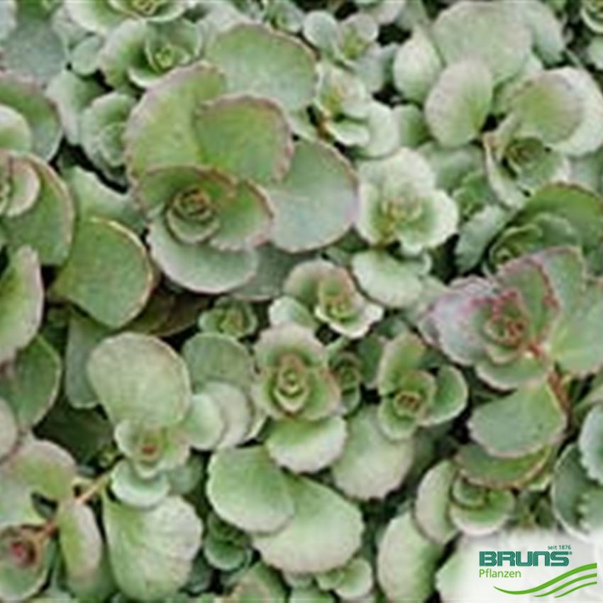 Sedum spurium 'Album Superbum' von Bruns Pflanzen