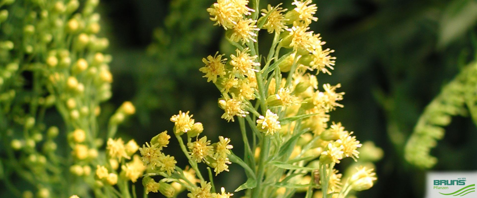 Solidago 'Ledsham' von Bruns Pflanzen