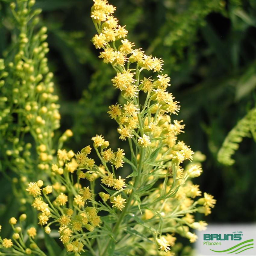 Solidago 'Ledsham' von Bruns Pflanzen