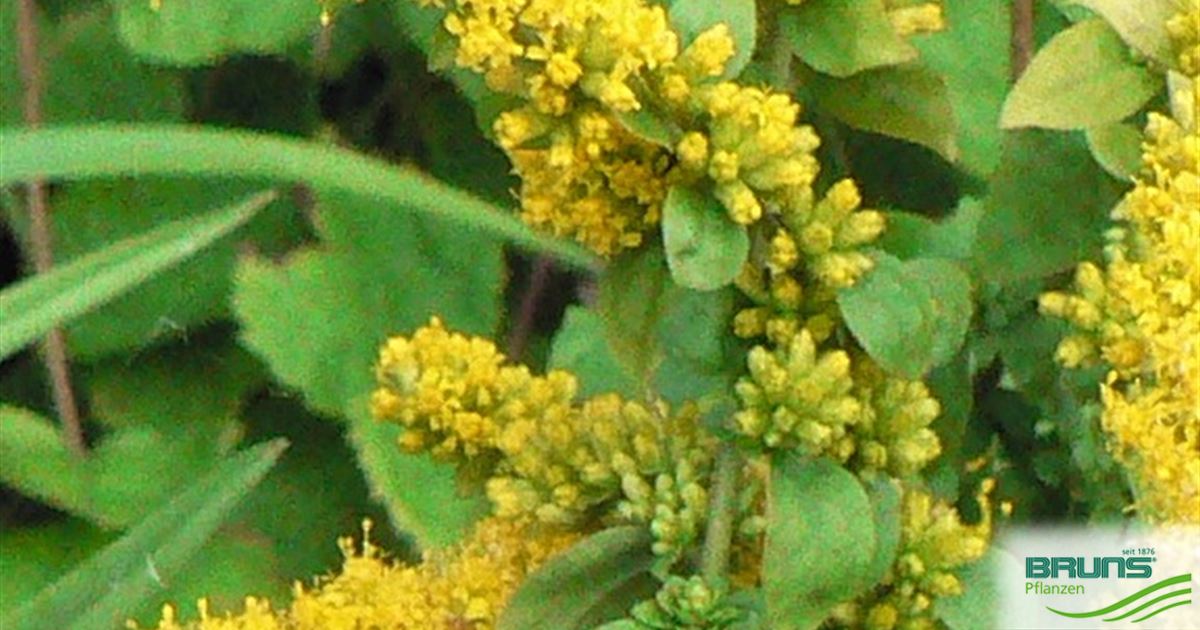 Solidago sphacelata 'Golden Fleece' von Bruns Pflanzen