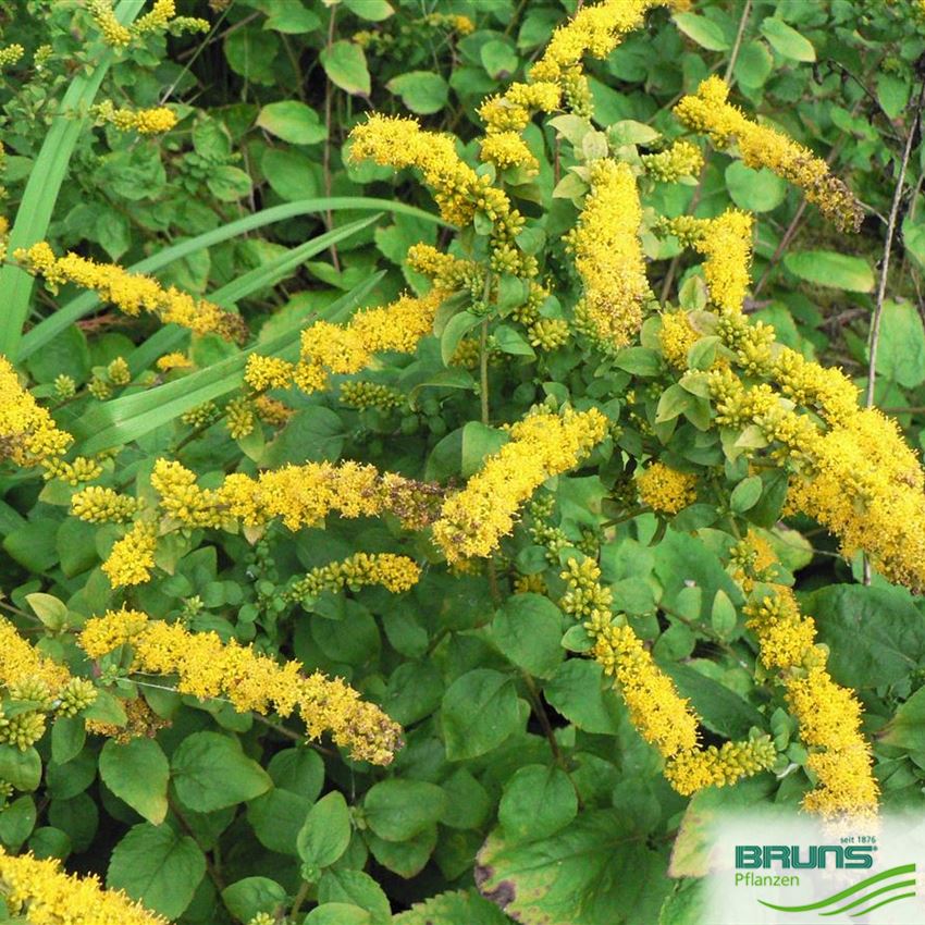 Solidago sphacelata 'Golden Fleece' von Bruns Pflanzen