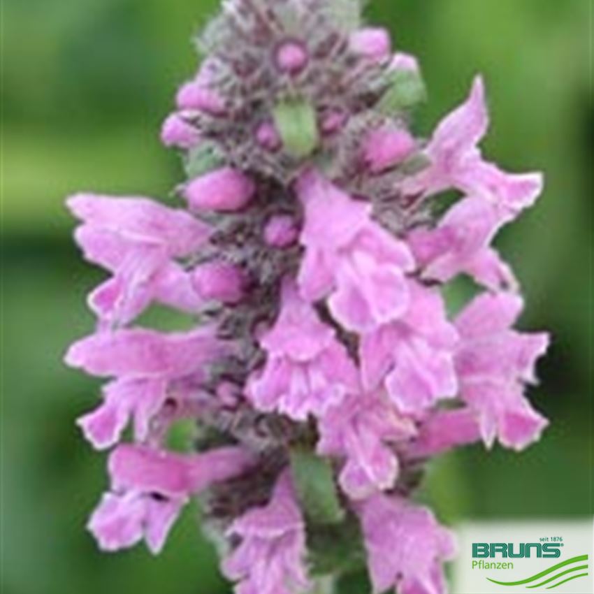 Stachys officinalis, Betony von Bruns Pflanzen