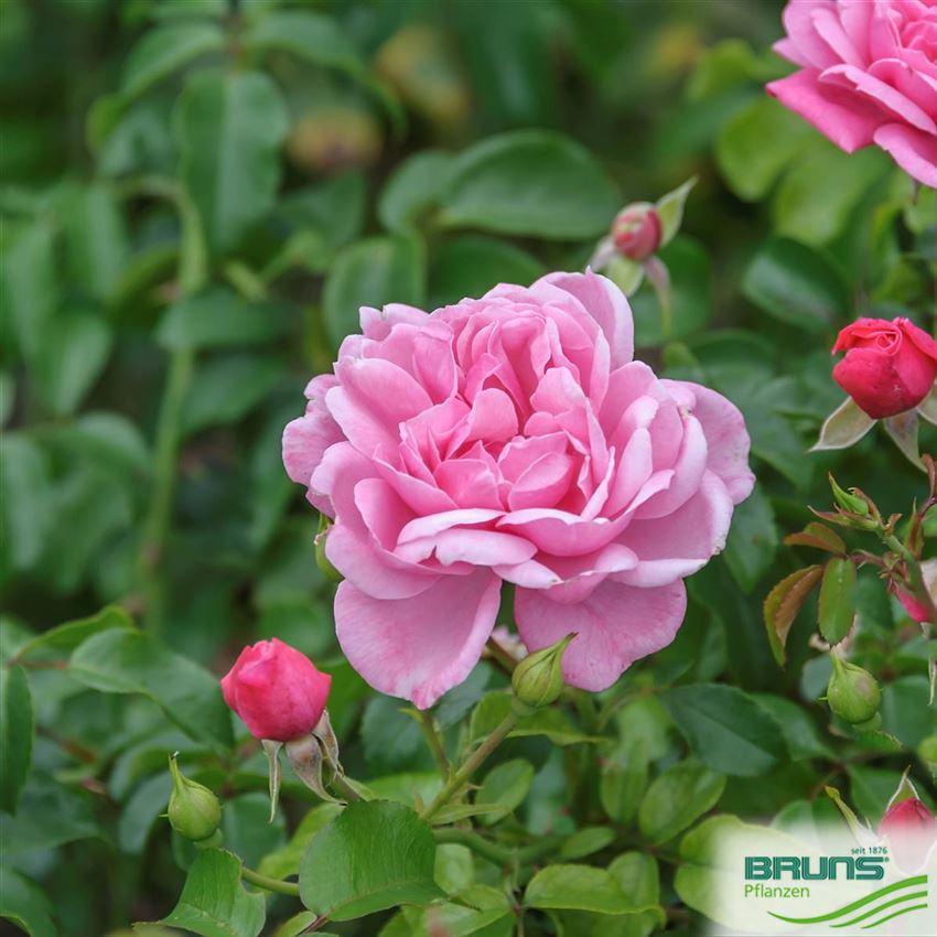Strauchrose 'Medusa' (R) von Bruns Pflanzen