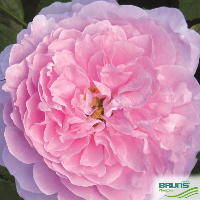 Strauchrose 'The Mayflower' (R) von Bruns Pflanzen