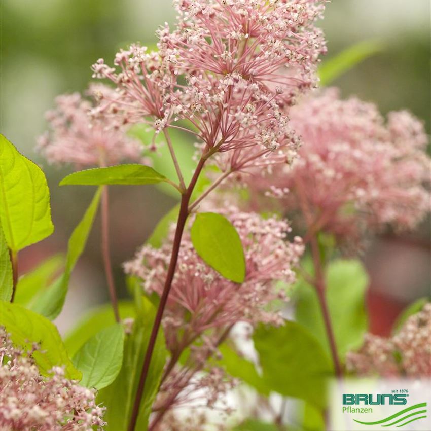 Ceanothus x pallidus 'Marie Simon' von Bruns Pflanzen