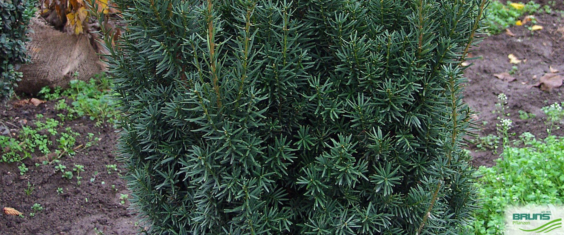 Taxus media 'Brownii' von Bruns Pflanzen