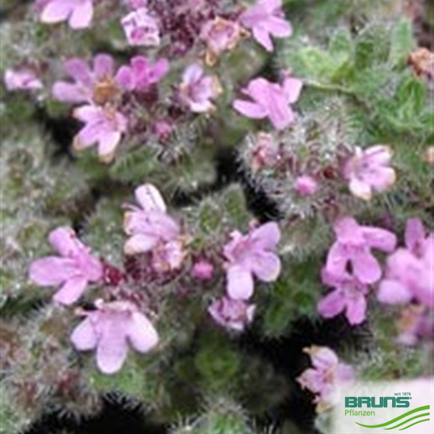 Thymus praecox var. pseudolanuginosus von Bruns Pflanzen