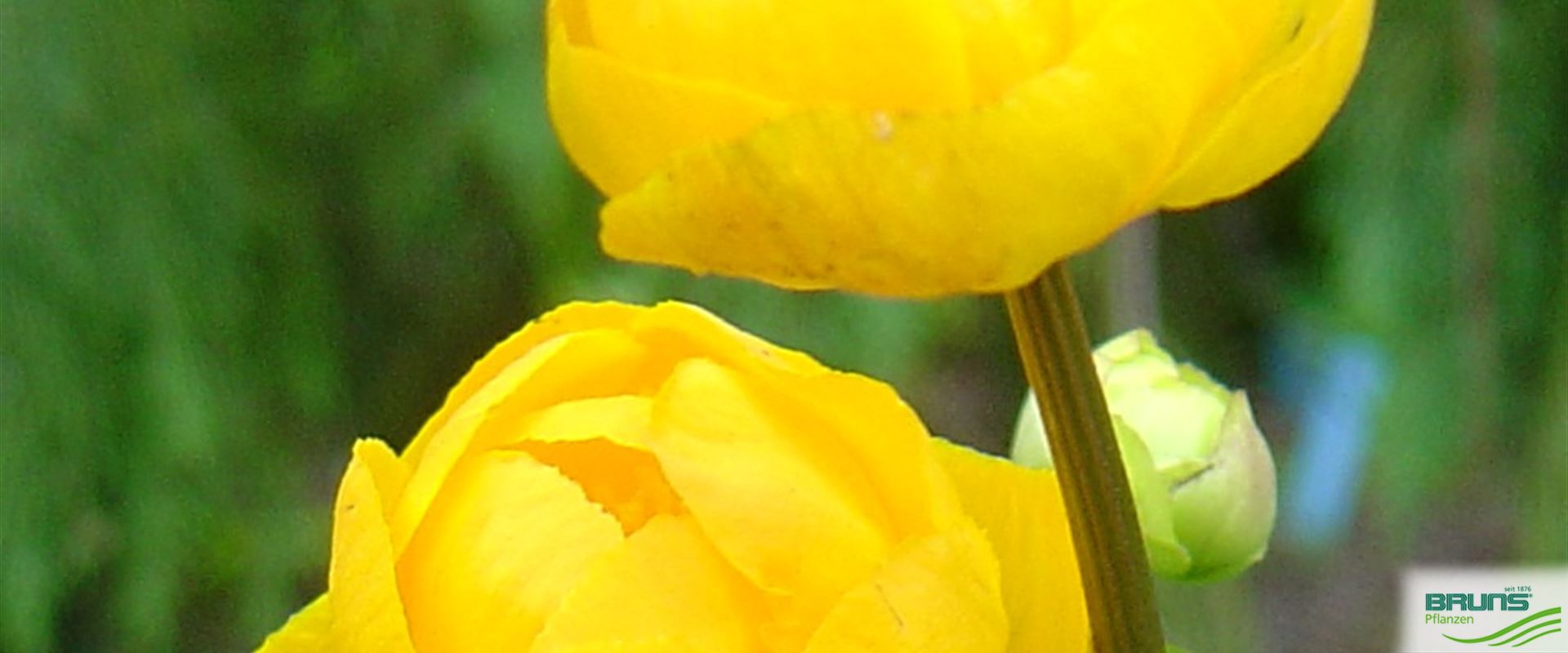 Trollius europaeus 'Superbus' von Bruns Pflanzen