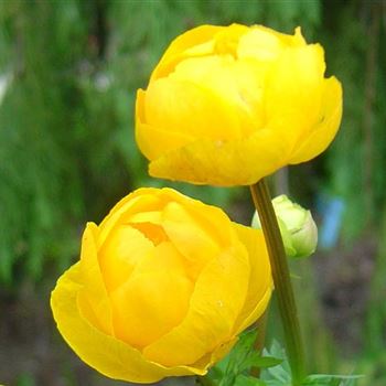 Trollius europaeus 'Superbus' von Bruns Pflanzen