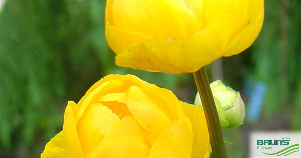 Trollius europaeus 'Superbus' von Bruns Pflanzen