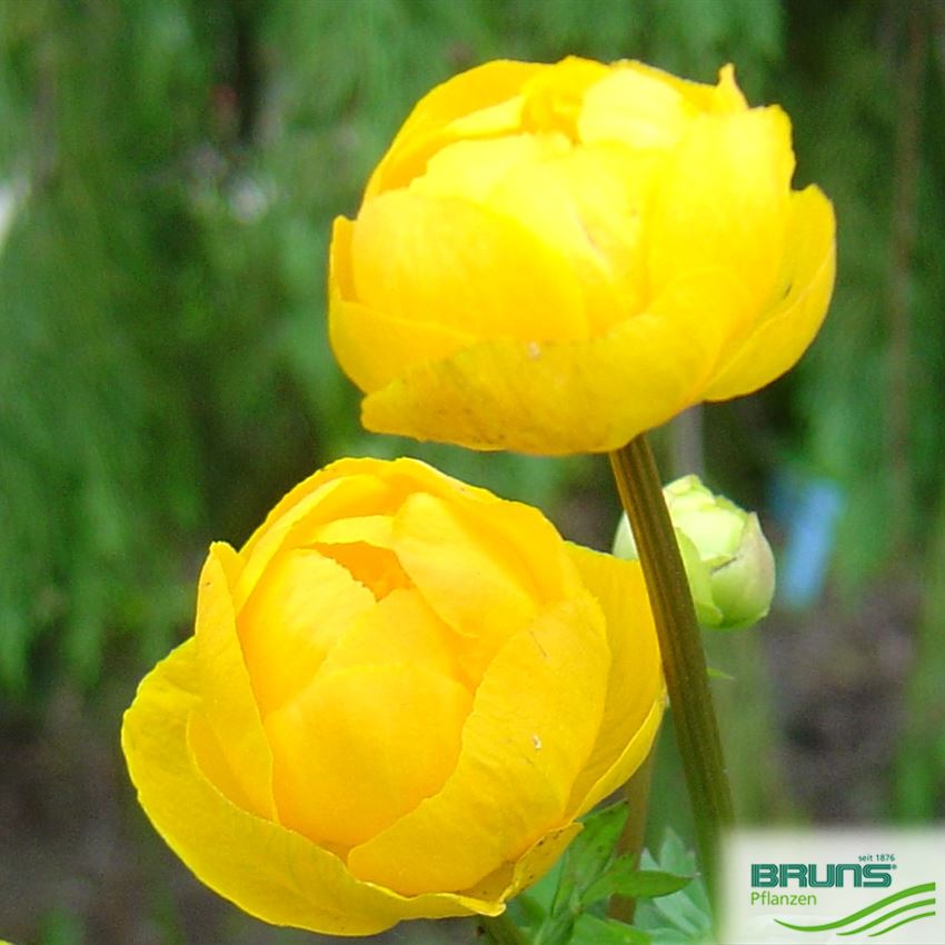 Trollius europaeus 'Superbus' von Bruns Pflanzen