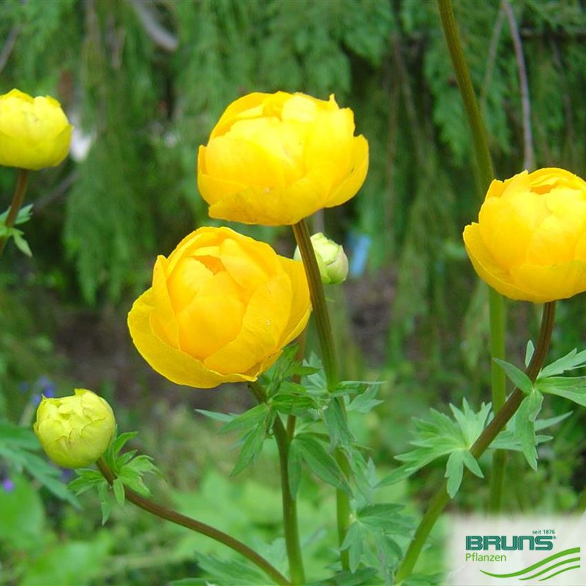 Trollius europaeus 'Superbus' von Bruns Pflanzen