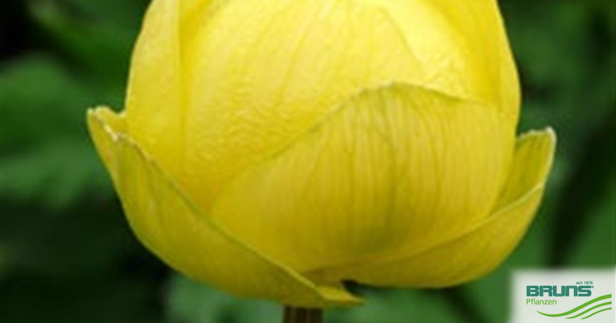 Trollius x cultorum 'Lemon Queen' von Bruns Pflanzen