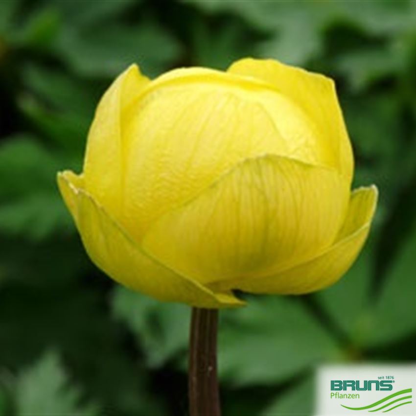 Trollius x cultorum 'Lemon Queen' von Bruns Pflanzen