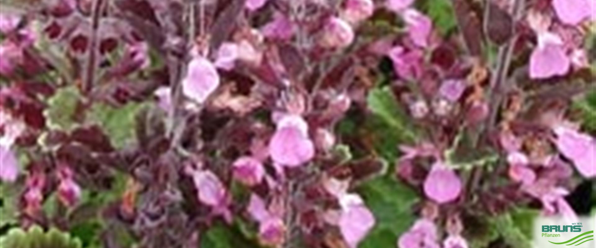 Teucrium chamaedrys, Wall Germander von Bruns Pflanzen