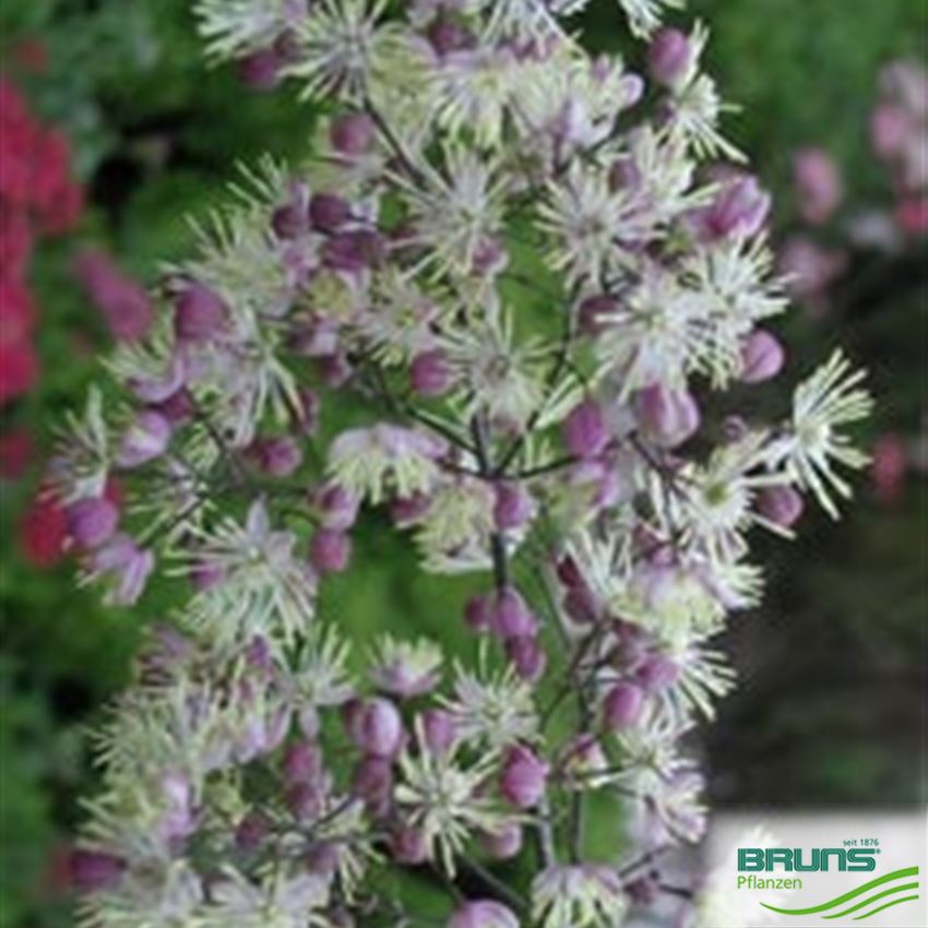 Thalictrum 'Elin' von Bruns Pflanzen
