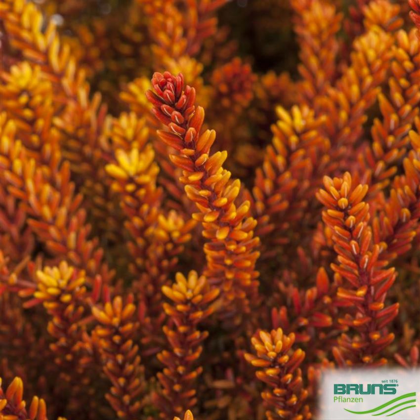 Empetrum nigrum, Crowberry von Bruns Pflanzen