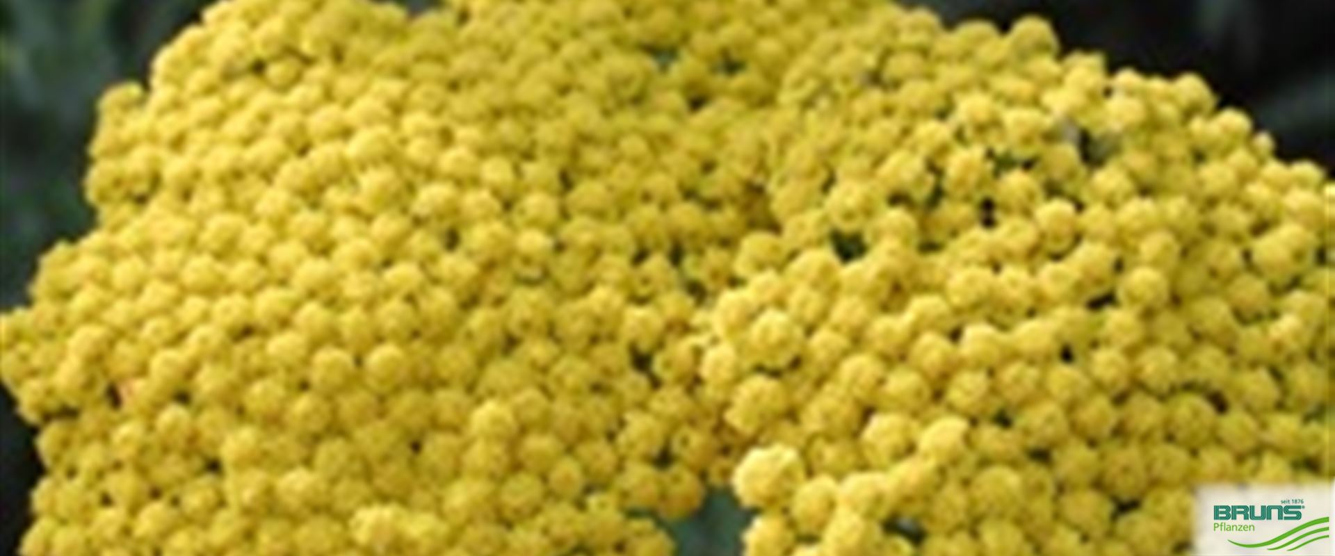 Achillea filipendulina 'Coronation Gold' von Bruns Pflanzen