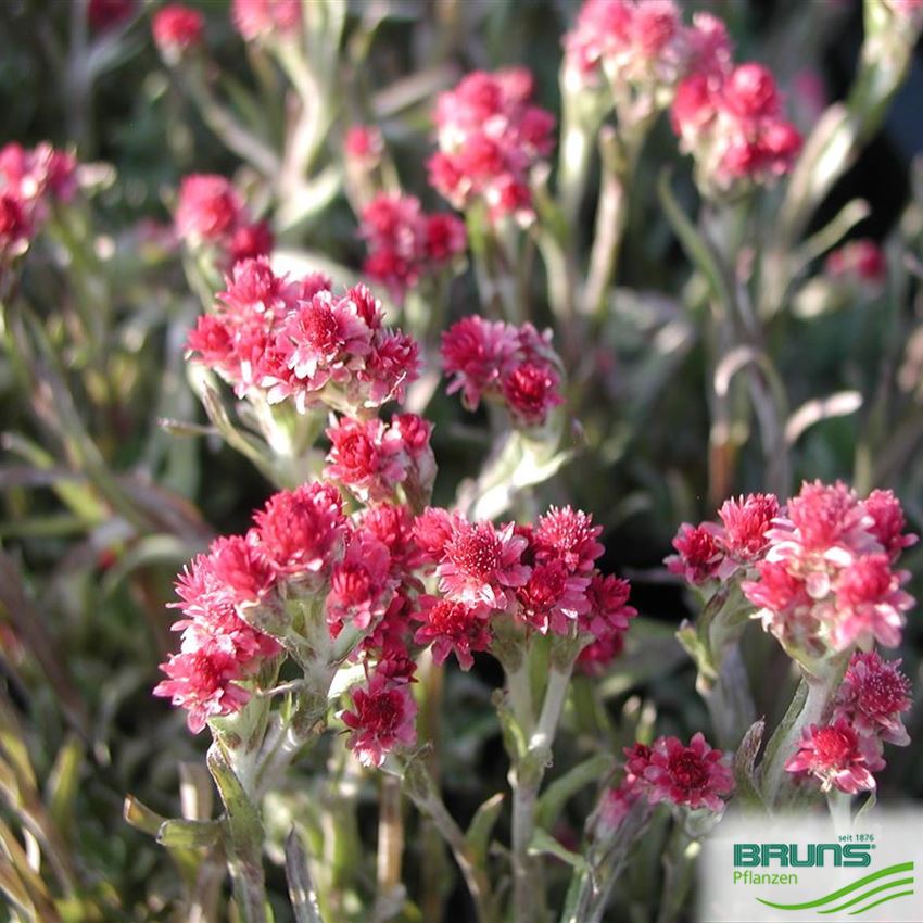 Antennaria dioica 'Rubra' von Bruns Pflanzen