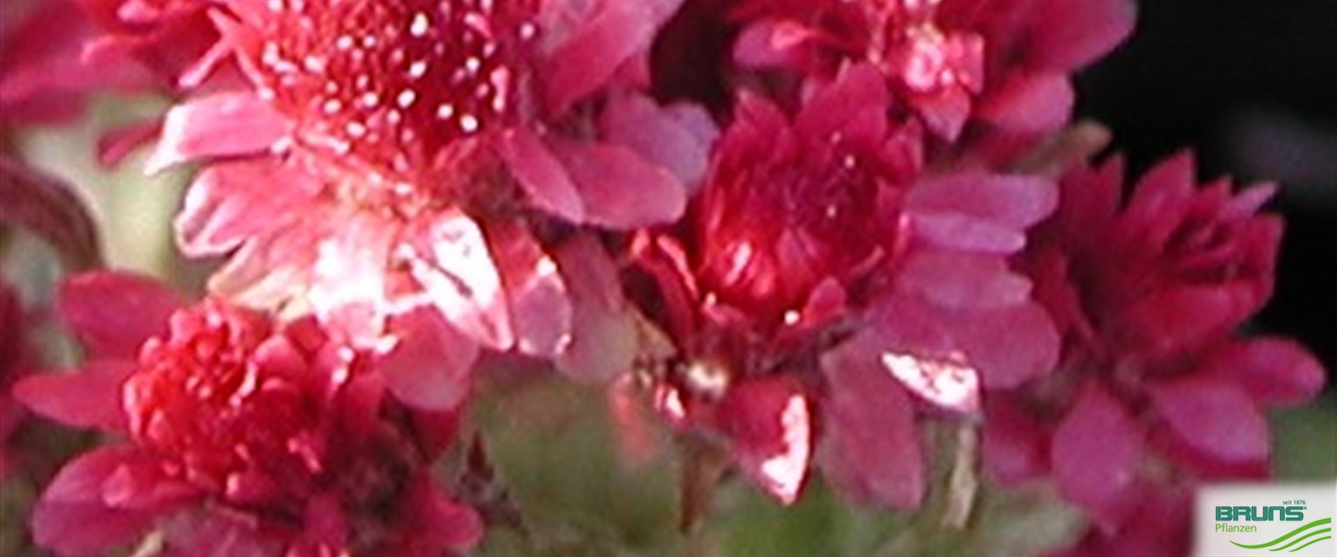 Antennaria dioica 'Rubra' von Bruns Pflanzen